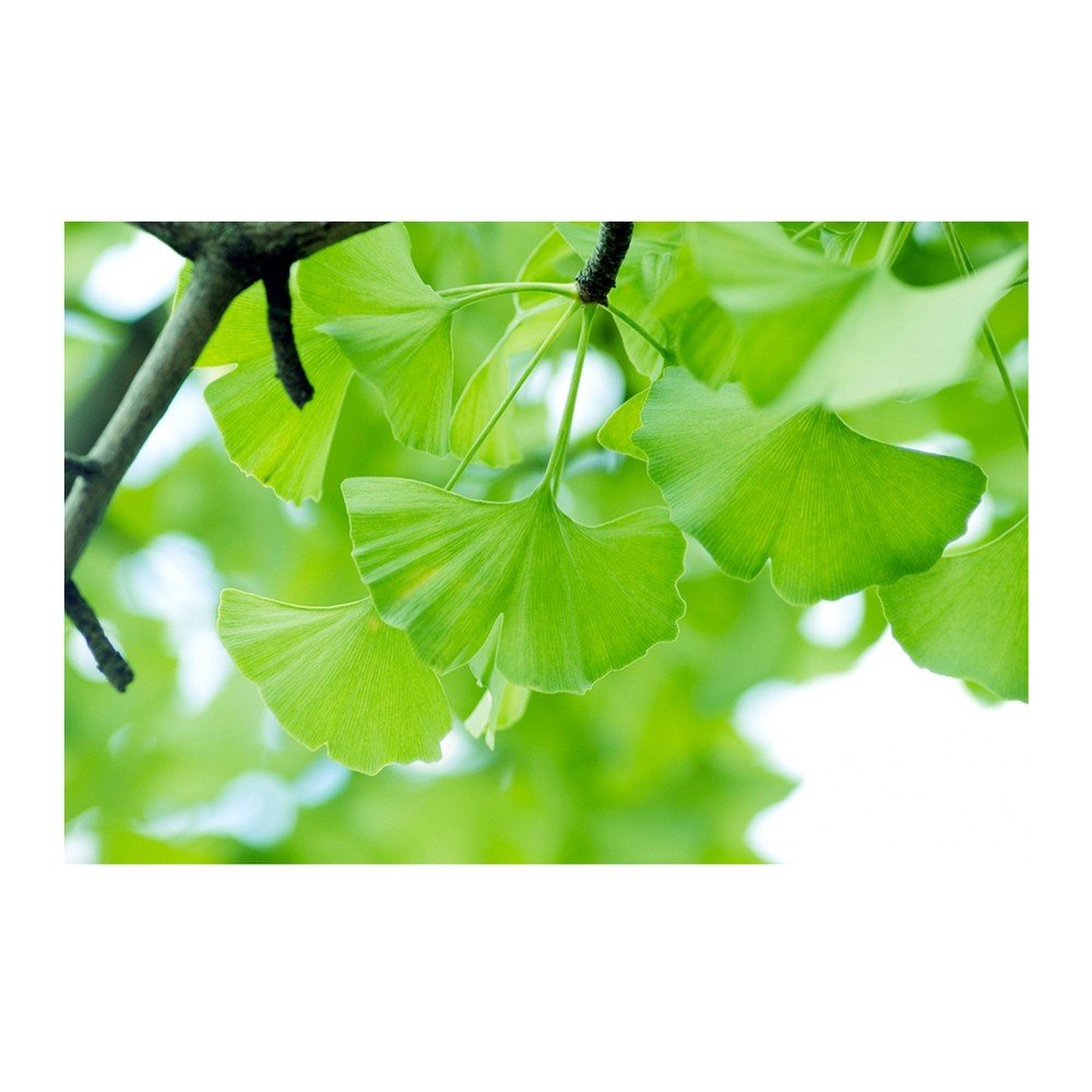Obraz Ginkgo biloba, 60x80 cm | Bonami